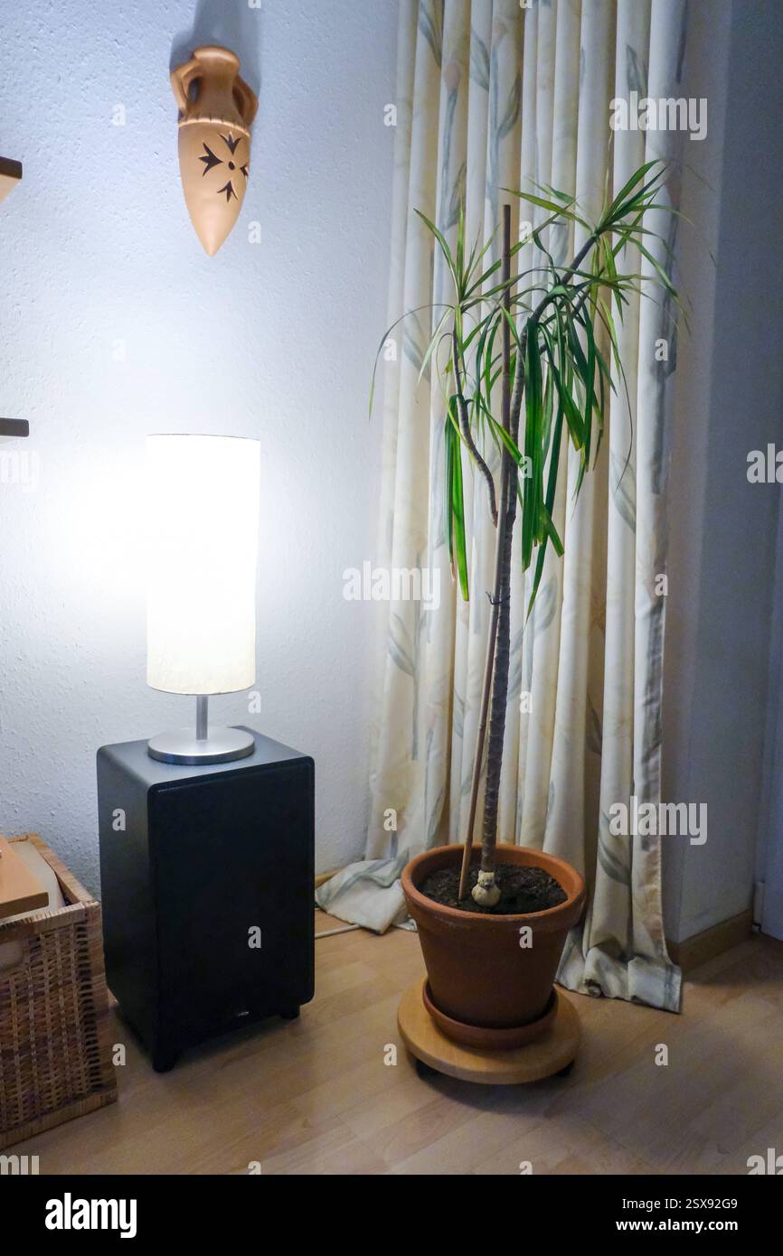 Düsseldorf 23.02.2025 Zimmerpflanze Leuchtmittel Wohnzimmerlampe ...