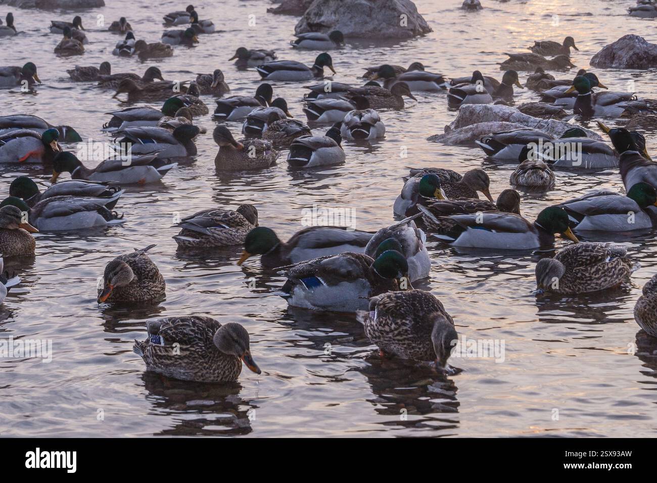 A wonderfully tranquil scene depicting numerous ducks peacefully ...