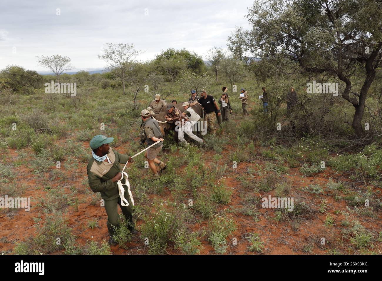 Rhino dehorning operation on a private farm in Limpopo Province South ...