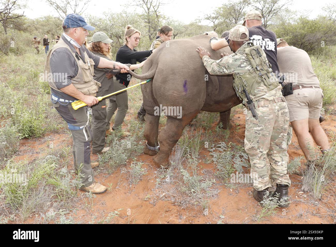 Rhino dehorning operation on a private farm in Limpopo Province South ...