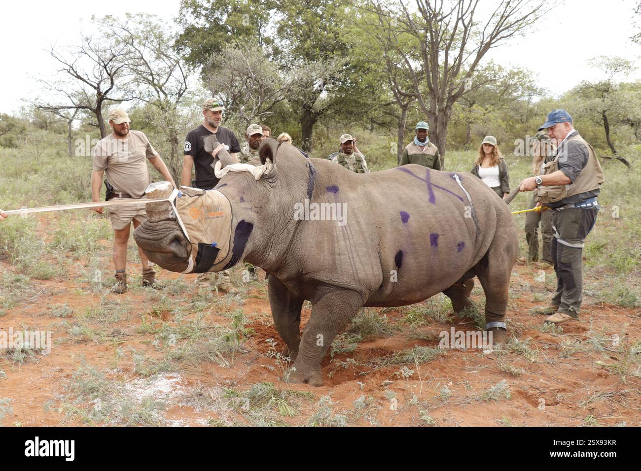 Rhino dehorning operation on a private farm in Limpopo Province South ...