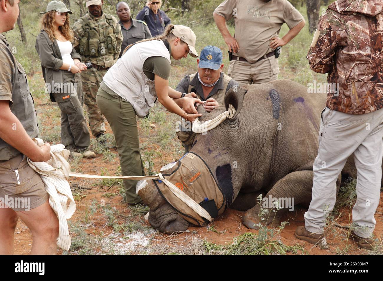 Rhino dehorning operation on a private farm in Limpopo Province South ...