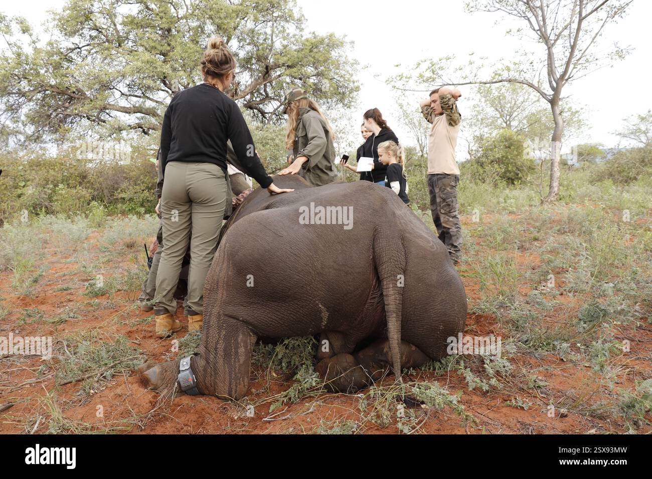 Rhino dehorning operation on a private farm in Limpopo Province South ...