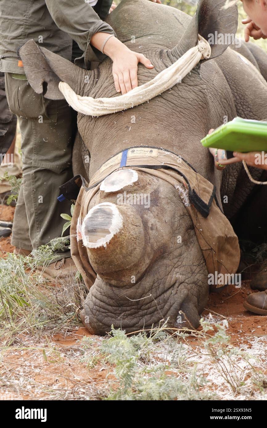 Rhino dehorning operation on a private farm in Limpopo Province South ...