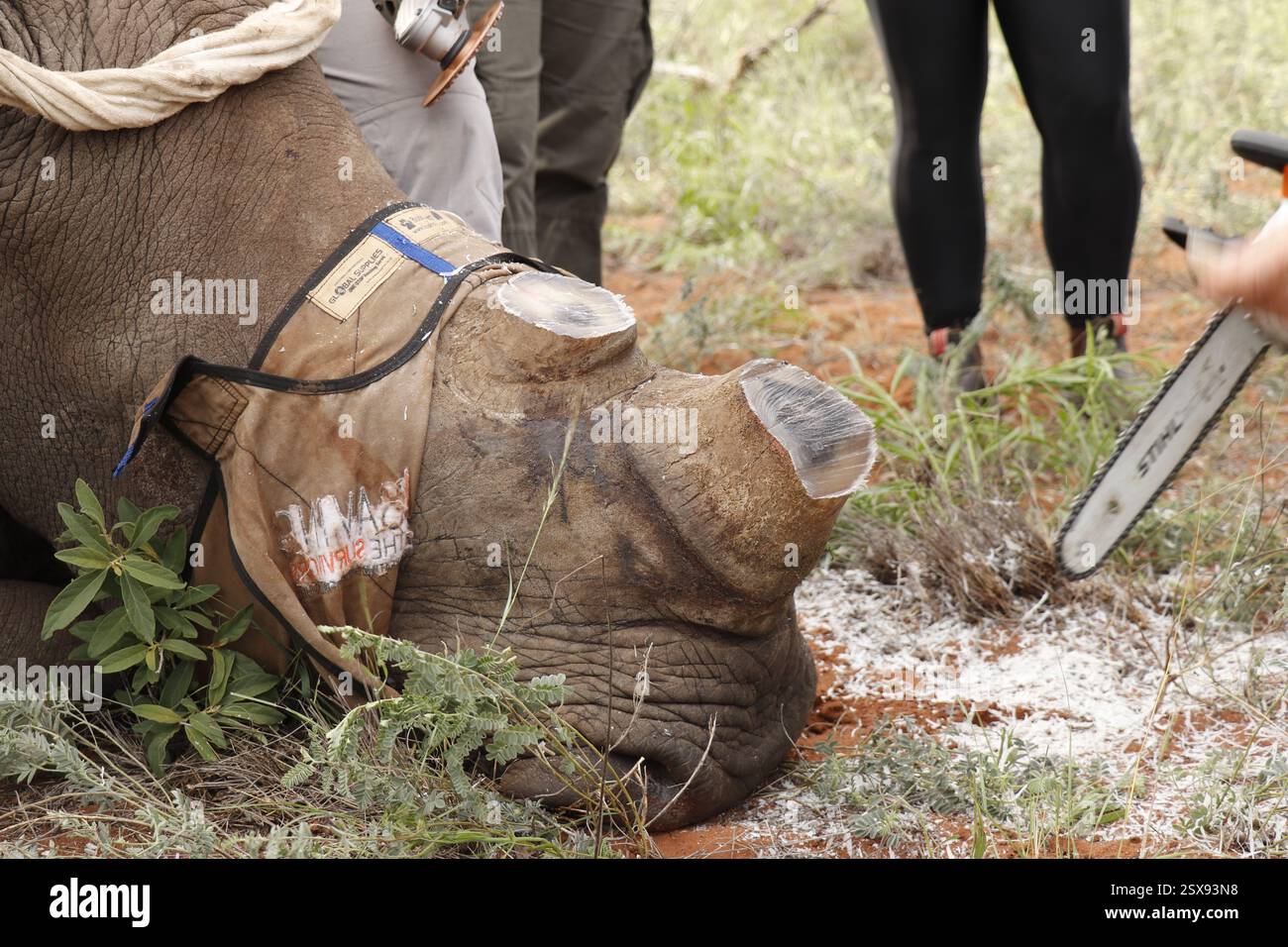 Rhino dehorning operation on a private farm in Limpopo Province South ...