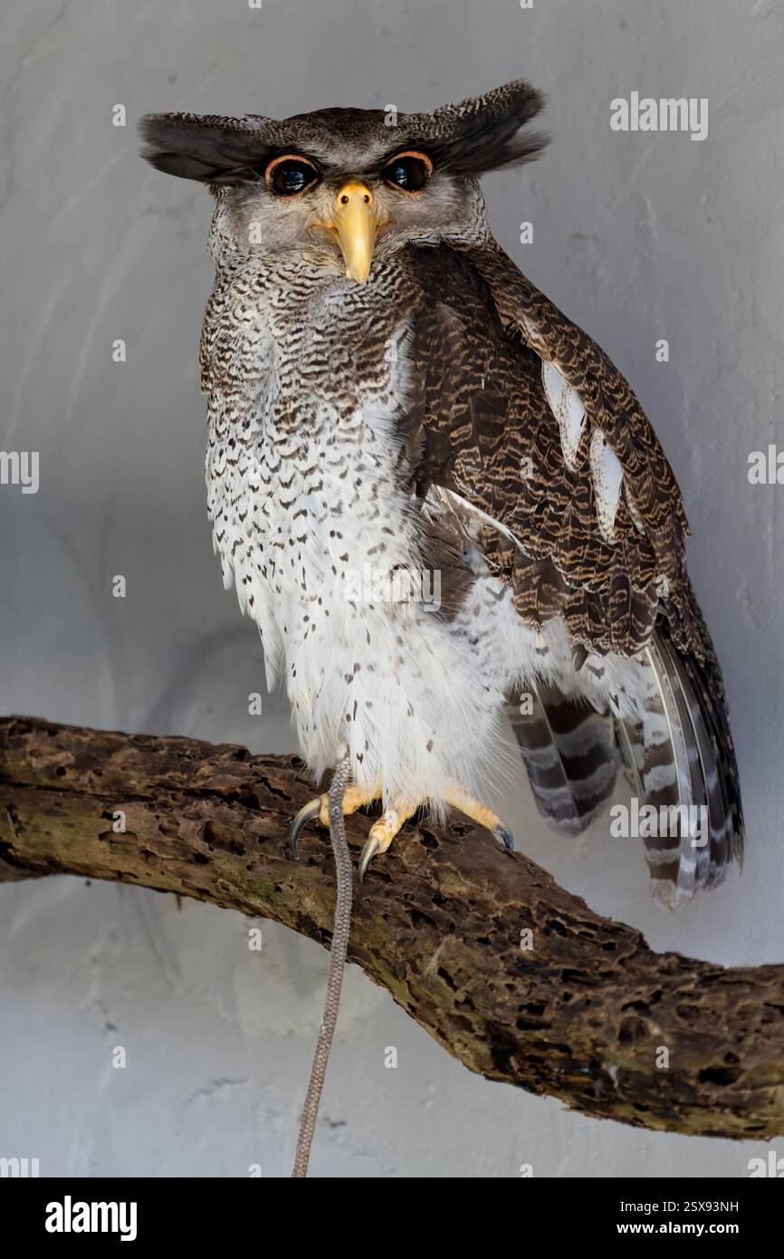 Barred Eagle-Owl (Bubo sumatranus), a majestic bird of prey native to Southeast Asia. It is ...