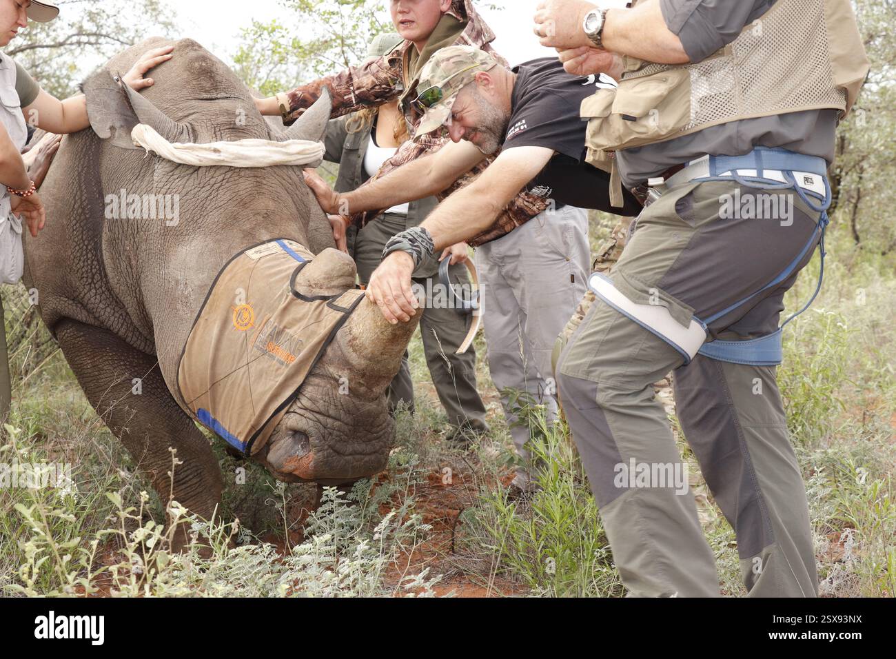 Rhino dehorning operation on a private farm in Limpopo Province South ...