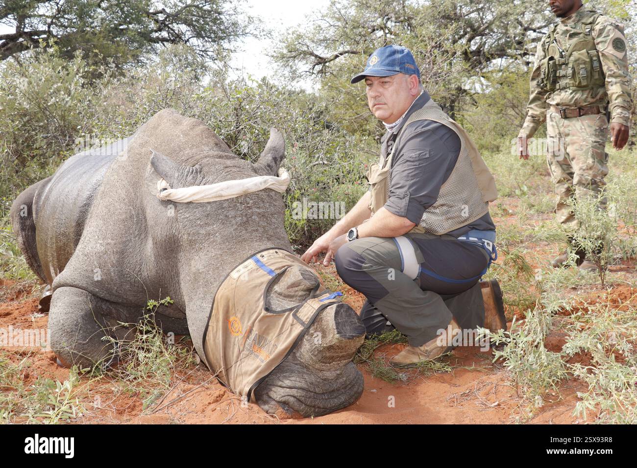 Rhino dehorning operation on a private farm in Limpopo Province South ...
