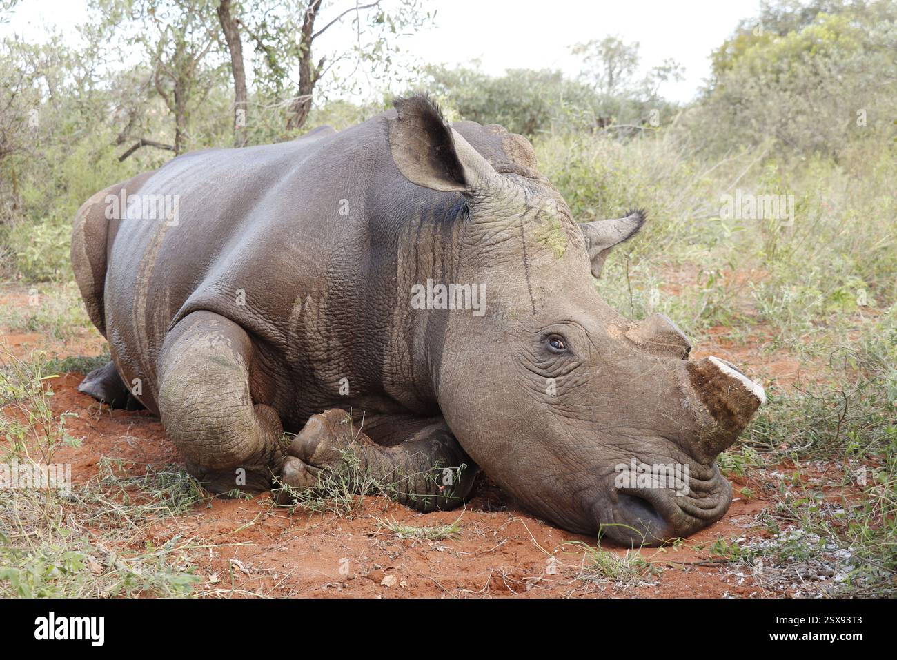 Rhino dehorning operation on a private farm in Limpopo Province South ...