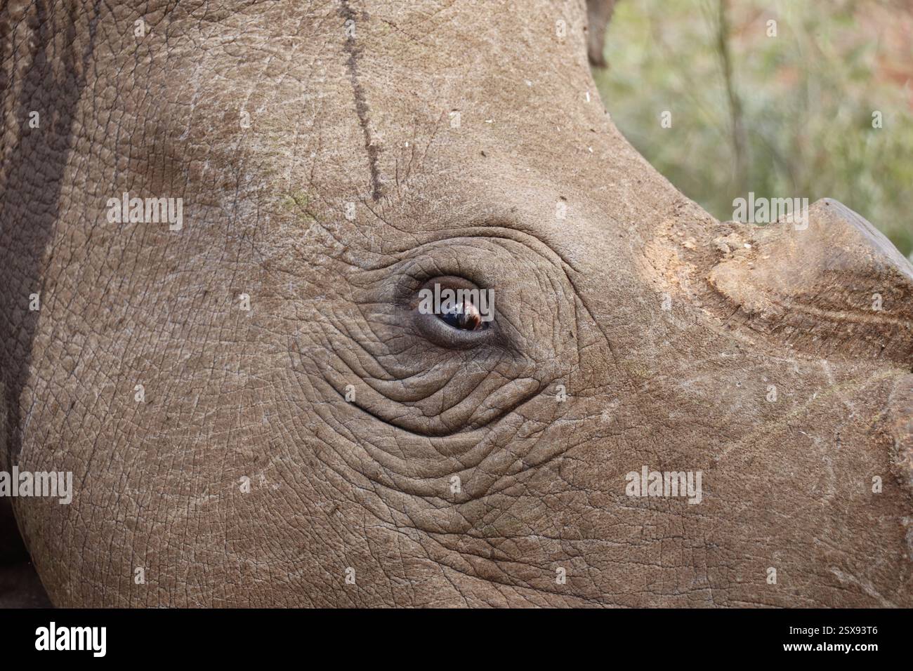 Rhino dehorning operation on a private farm in Limpopo Province South ...