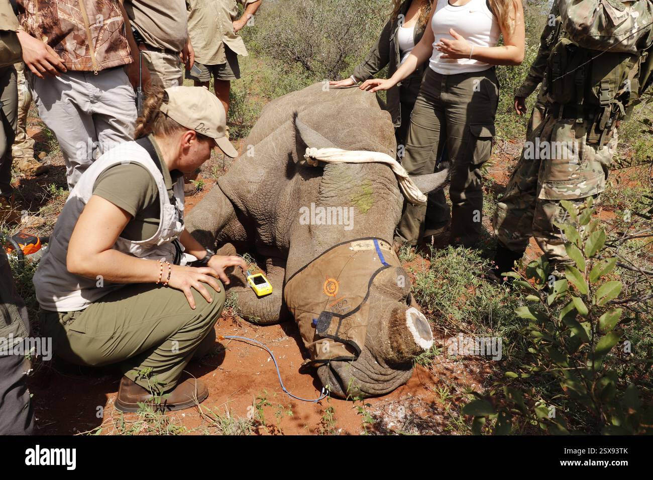 Rhino dehorning operation on a private farm in Limpopo Province South ...