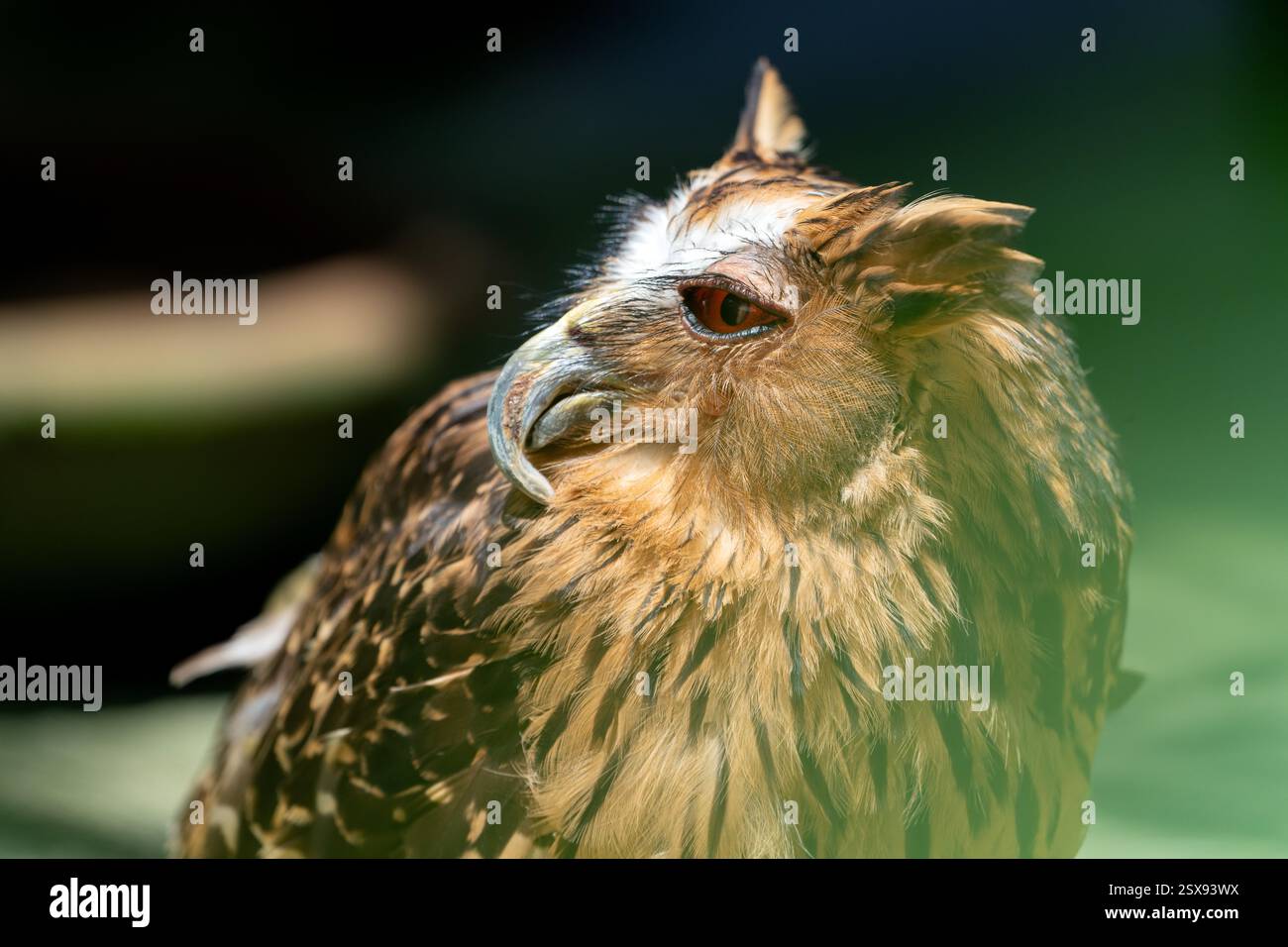 This striking bird is a Buffy Fish Owl (Ketupa ketupu), known for its ...