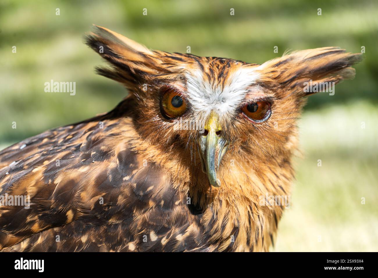 This striking bird is a Buffy Fish Owl (Ketupa ketupu), known for its ...