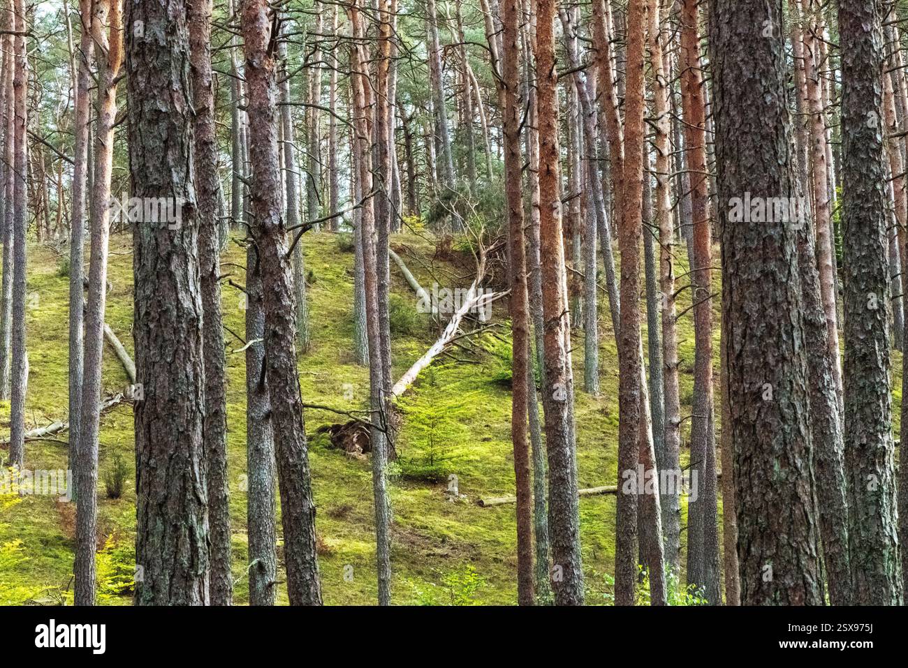 Scots pine forest (Pinus sylvestris) with mossy ground and fallen tree ...