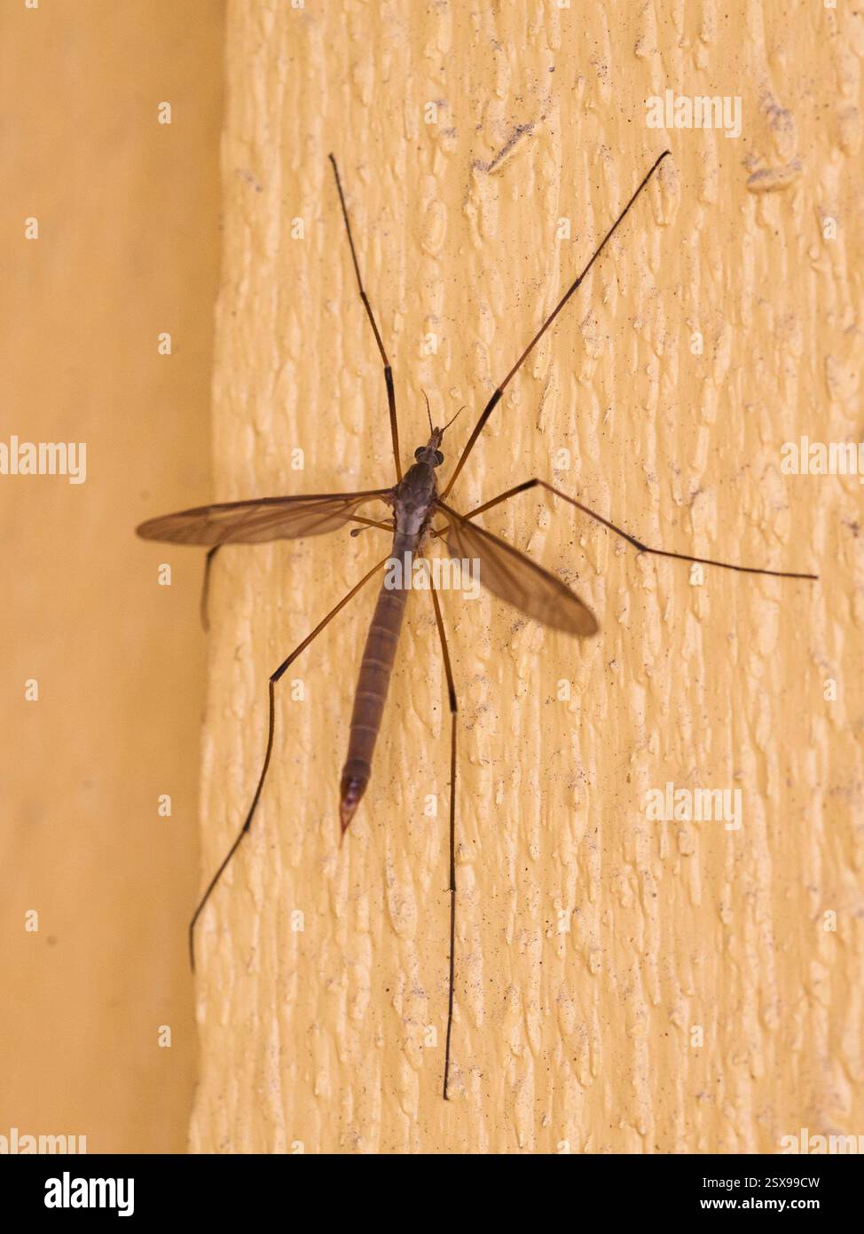 Tipula Paludosa European Crane fly Stock Photo - Alamy