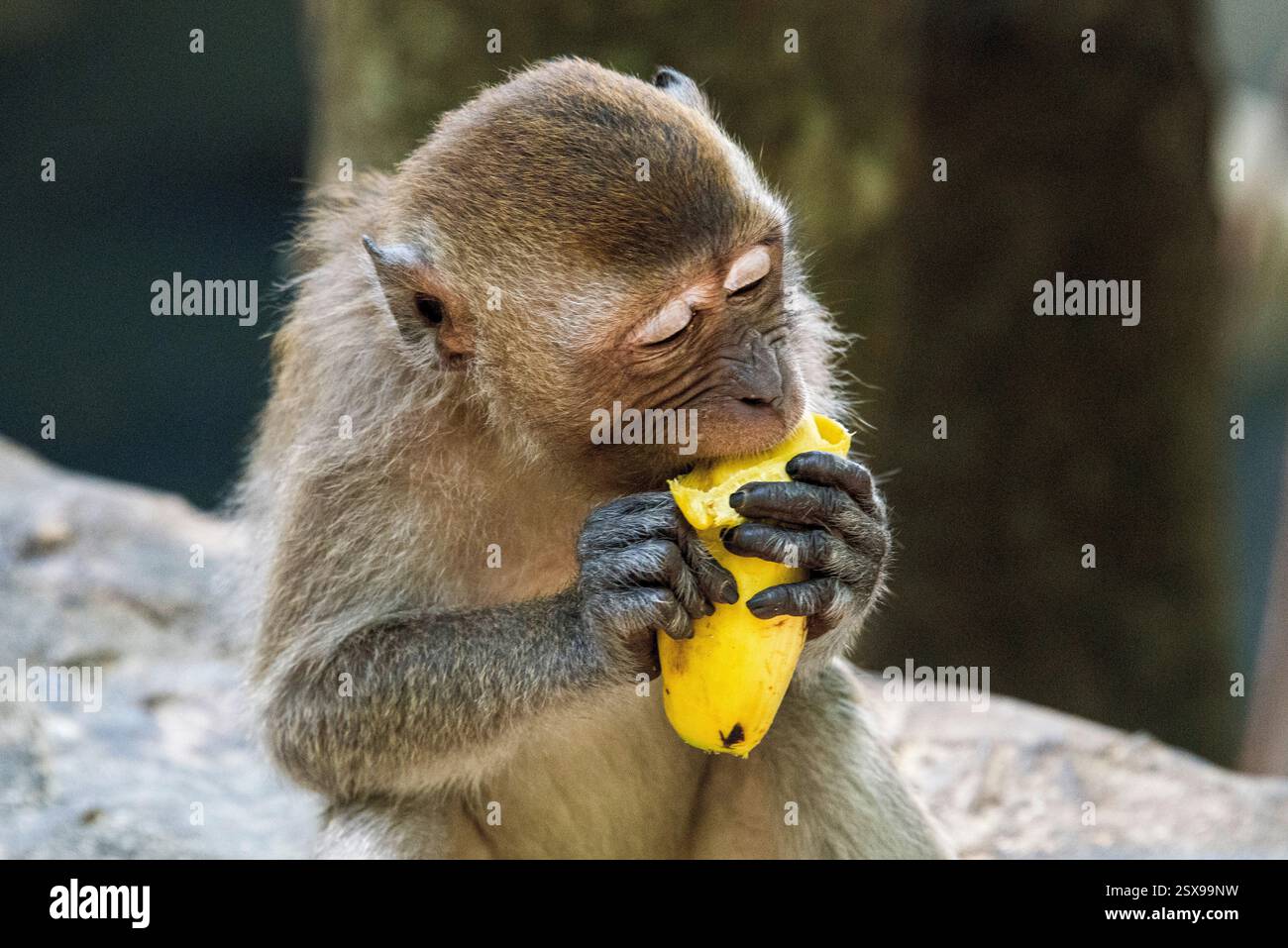 Young crab-eating macaque (Macaca fascicularis) sitting on a rock and ...