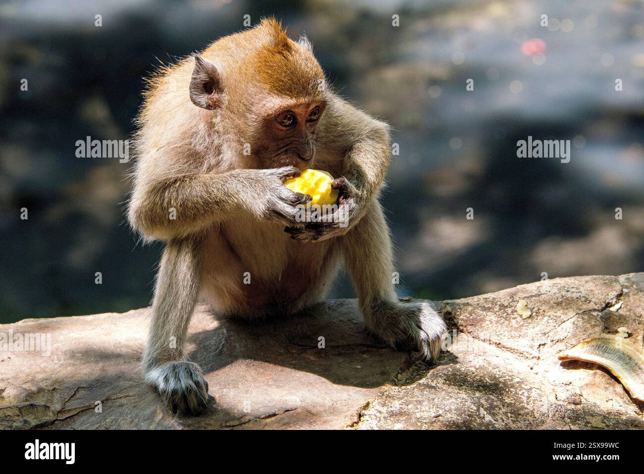 Young crab-eating macaque (Macaca fascicularis) sitting on a rock and ...
