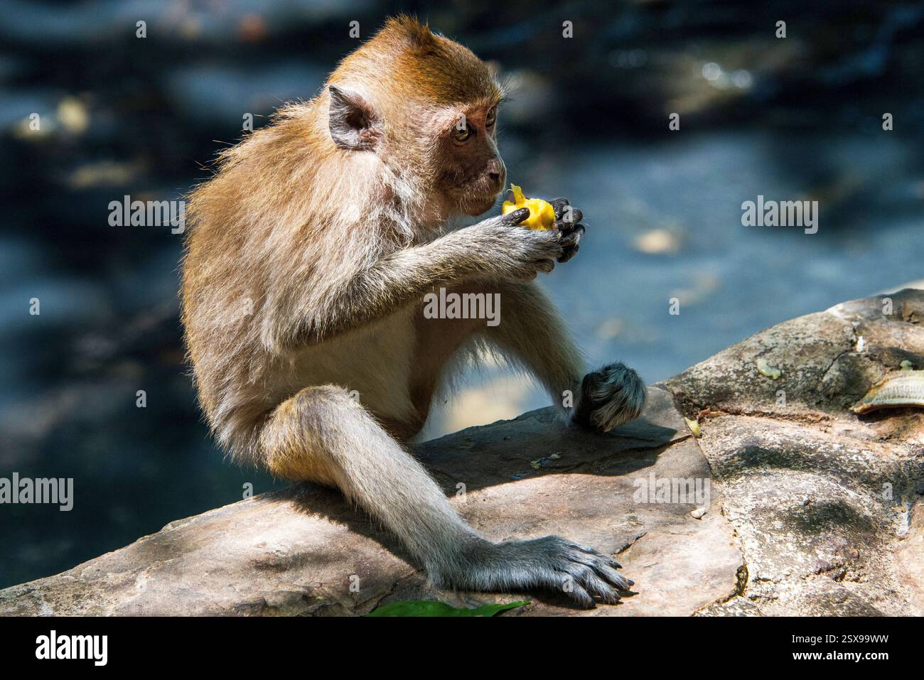 Young crab-eating macaque (Macaca fascicularis) sitting on a rock and ...