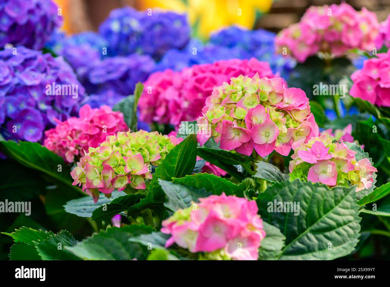 Colorful hydrangeas banner, close up. Purple blue pink hortensia ...
