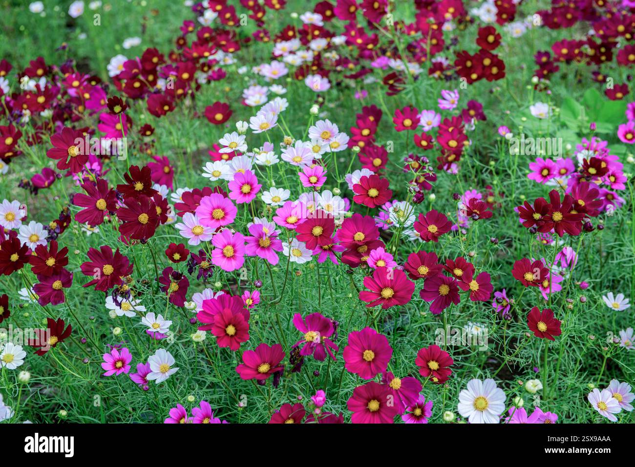 beautiful pink cosmos flowers in the farming area. flower field on winter season at Lop buri ...