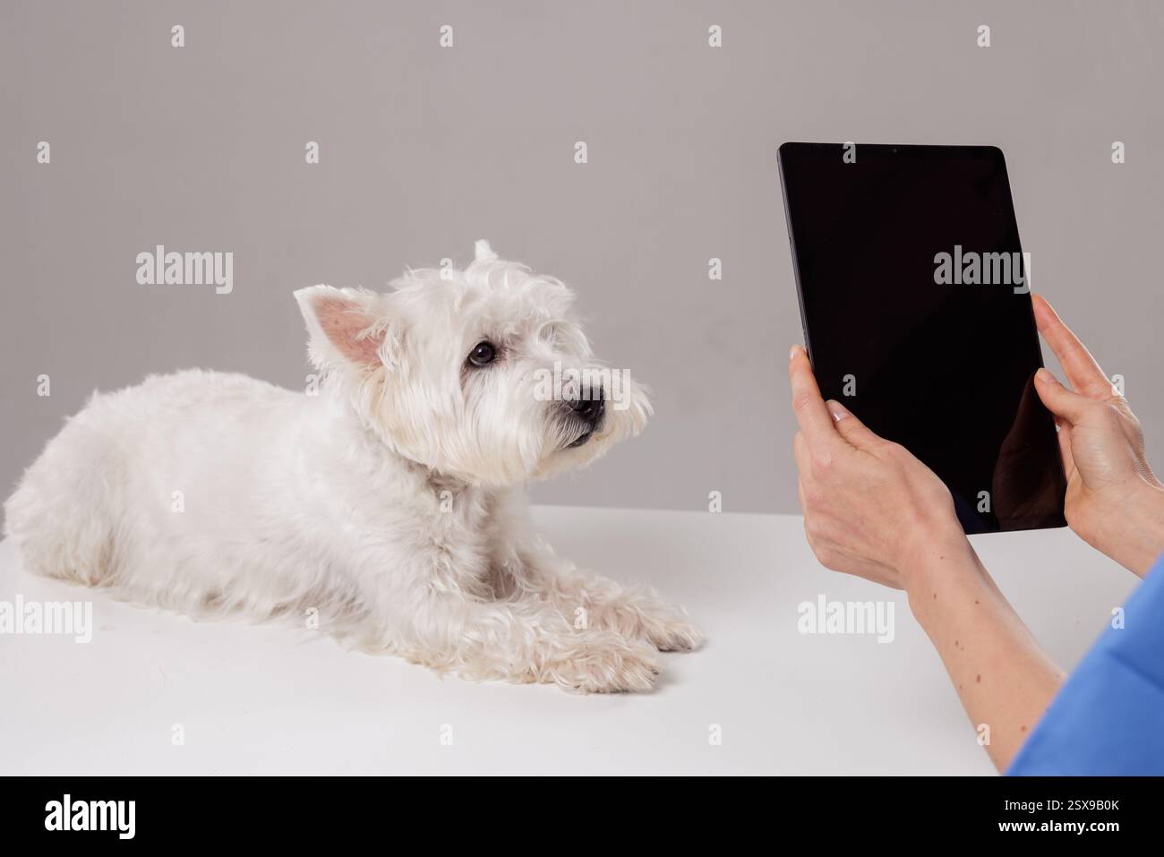 Female veterinarian assessing health hi-res stock photography and ...