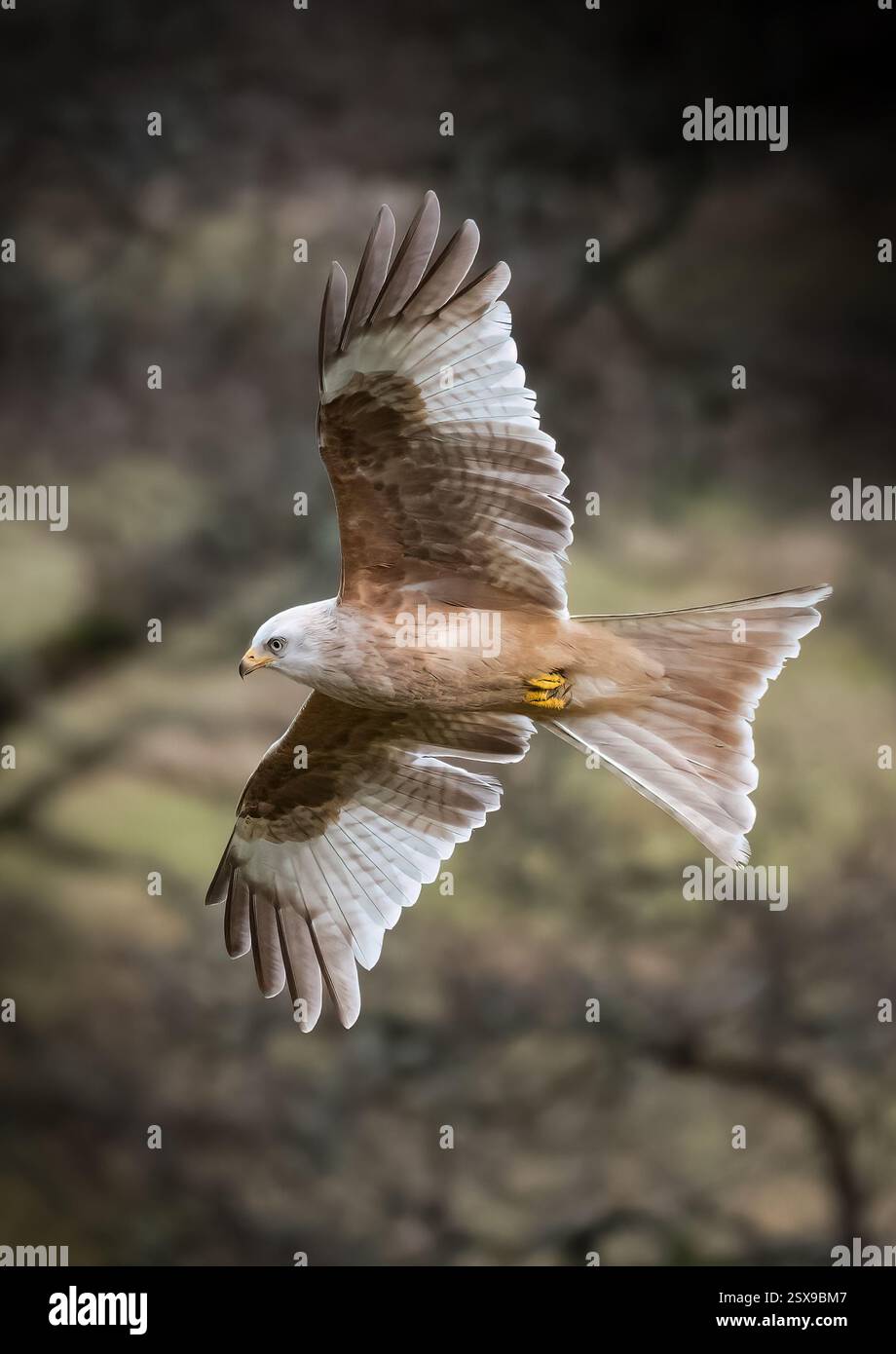 Leucistic bird of prey hi-res stock photography and images - Alamy
