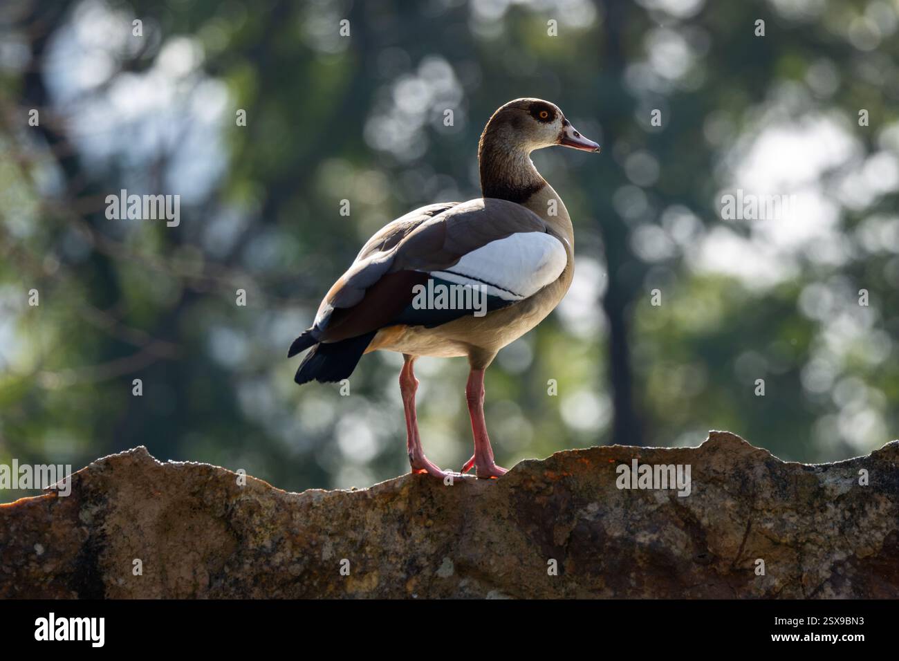 The Egyptian Goose is a striking waterfowl feeding on grass, seeds, and ...