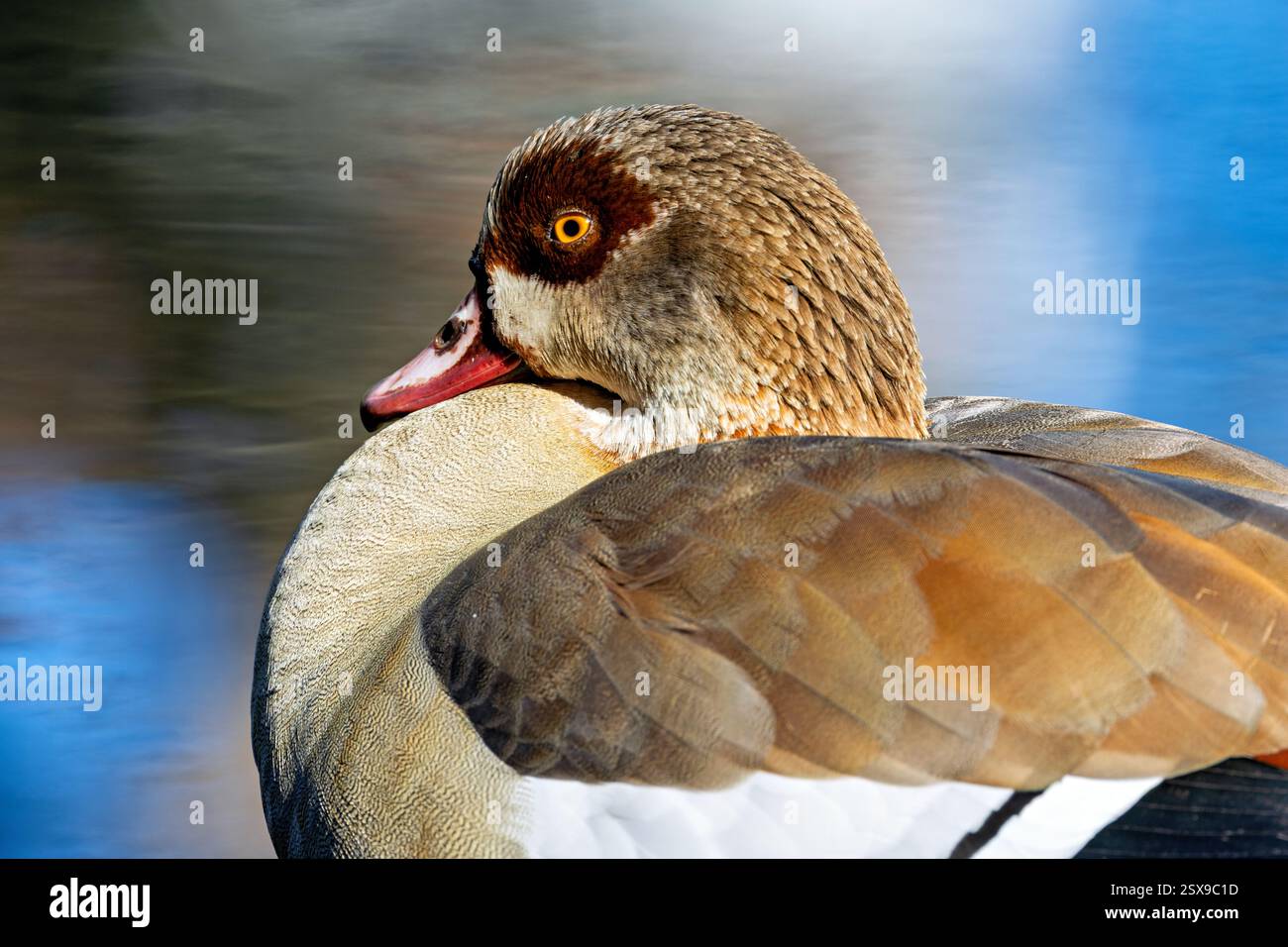 The Egyptian Goose is a striking waterfowl feeding on grass, seeds, and ...
