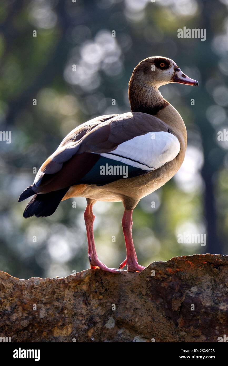 The Egyptian Goose is a striking waterfowl feeding on grass, seeds, and ...