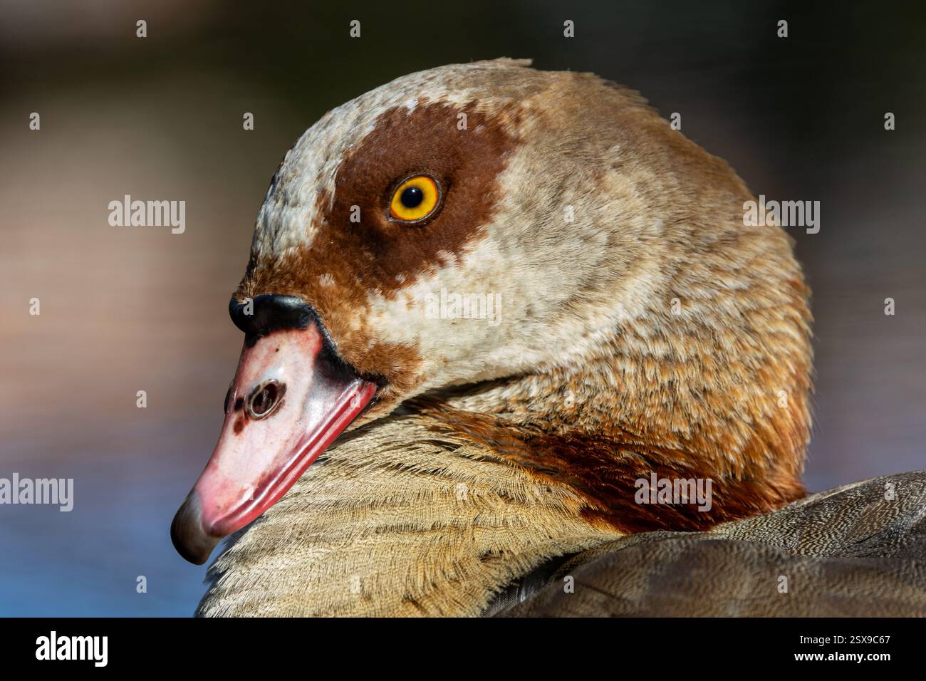 The Egyptian Goose is a striking waterfowl feeding on grass, seeds, and ...