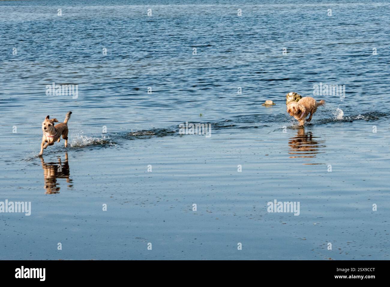 Dogs joyfully chasing each other and a ball in shallow water near the ...