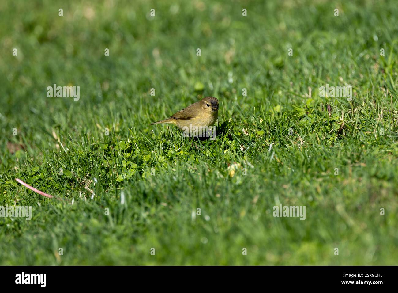The Common Chiffchaff is a small warbler that feeds on insects and ...