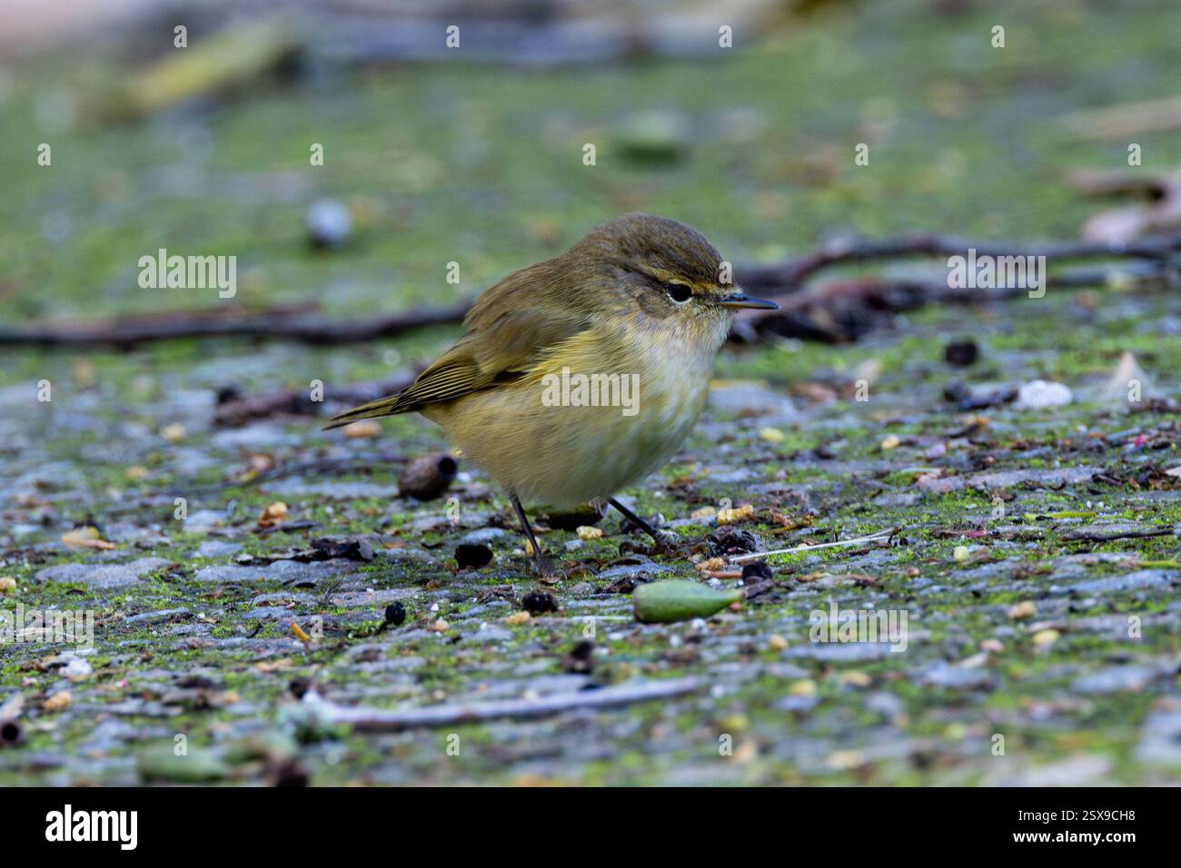 The Common Chiffchaff is a small warbler that feeds on insects and ...