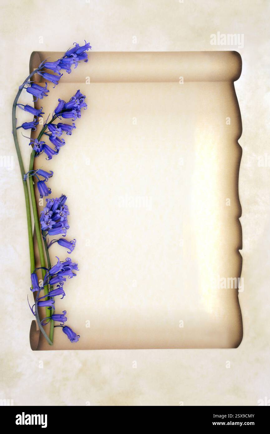Bluebell flower paper scroll border on parchment paper background ...