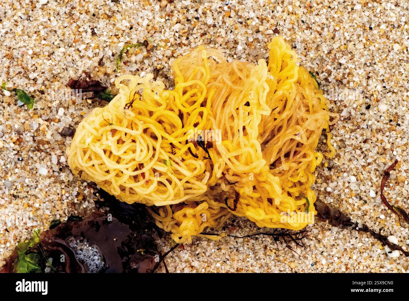 Colorful seaweed varieties washed up on the beach, showcasing rich ...