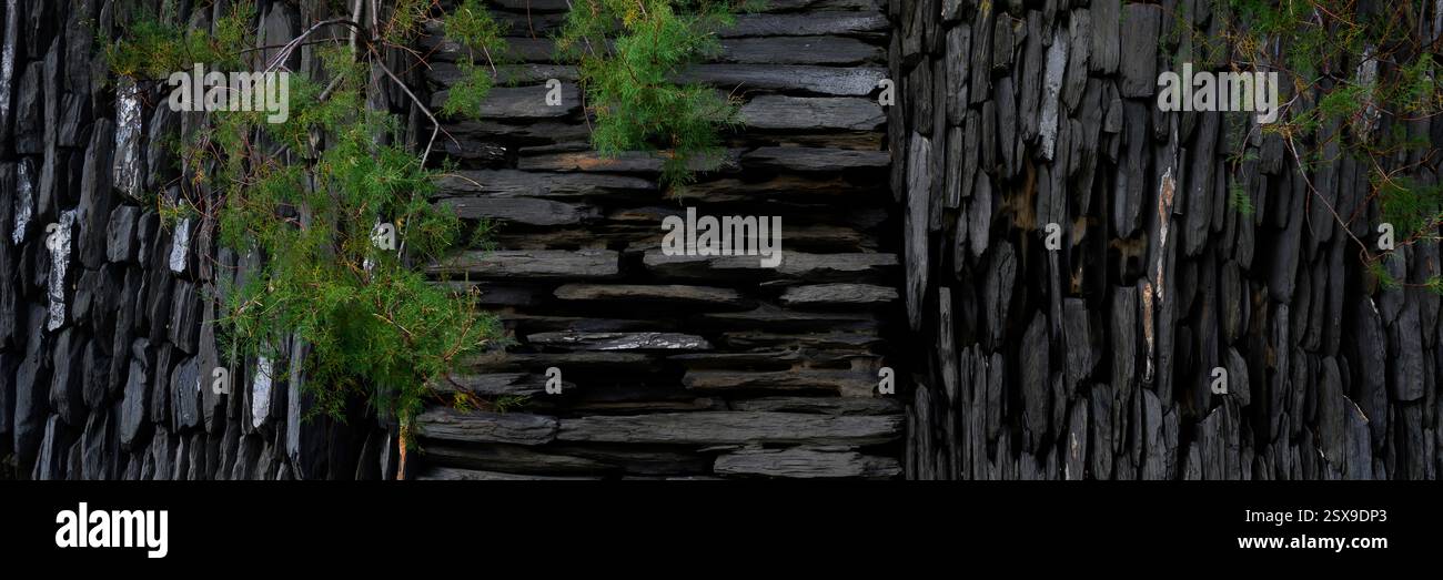 grey slate walls with green branches, Rock, Camel estuary, Cornwall ...
