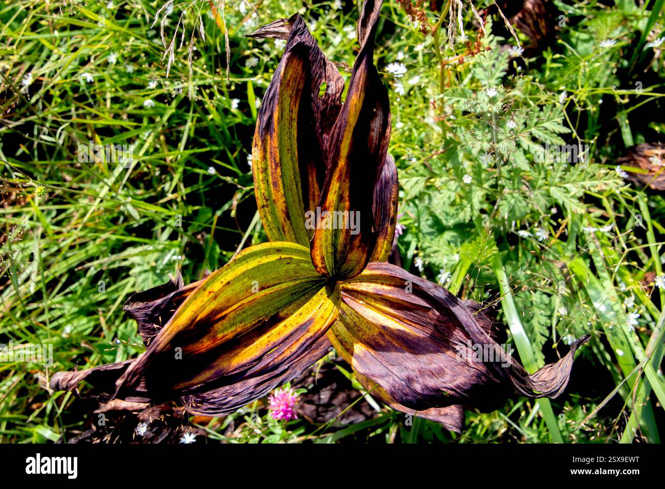 Withered gentian leaves (Gentiana lutea) lying among alpine grasses ...