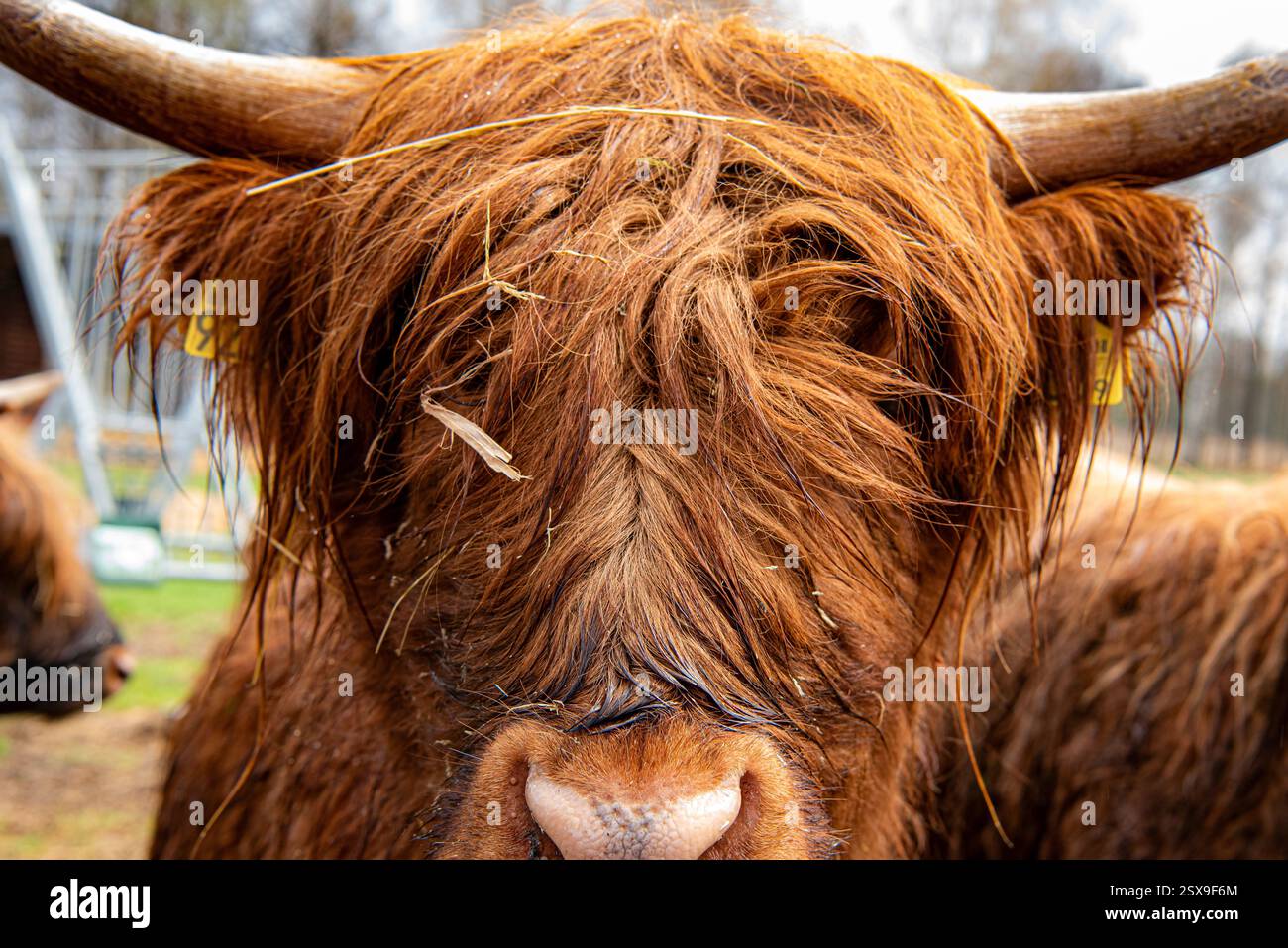 Close-up of a shaggy Highland cow with long horns and a curious ...
