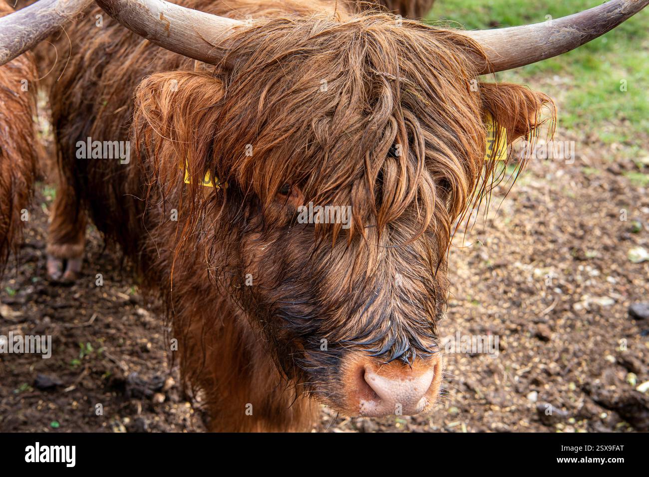 Close-up of a shaggy Highland cow with long horns and a curious ...