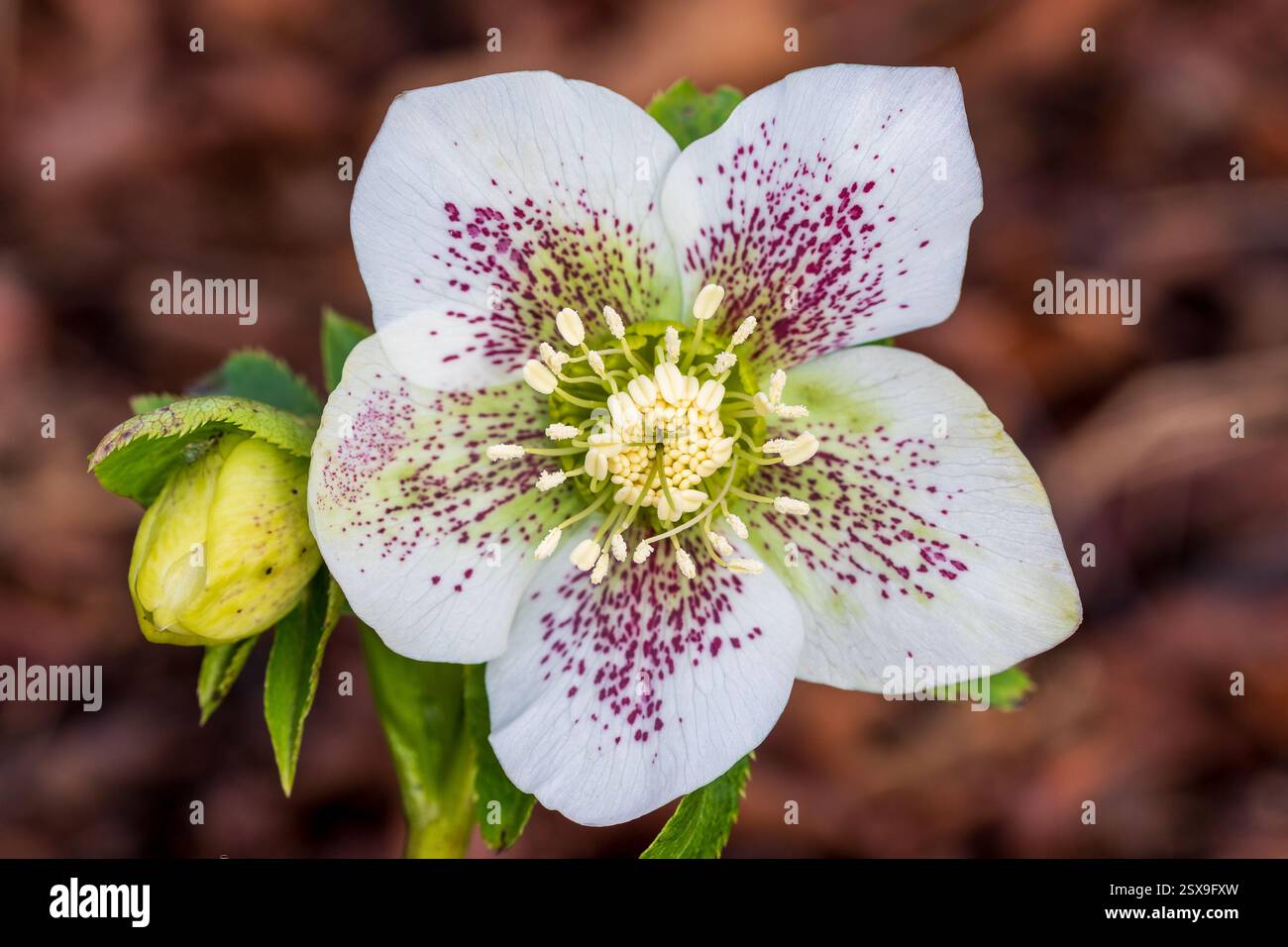 Hellebore, a hardy, shade-loving perennial in colors from white to deep ...