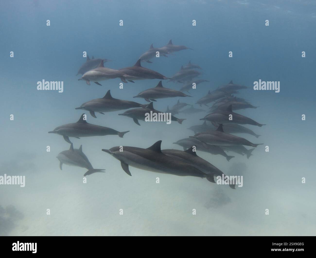 Group of spinner dolphins in the blue sea underwater Stock Photo - Alamy