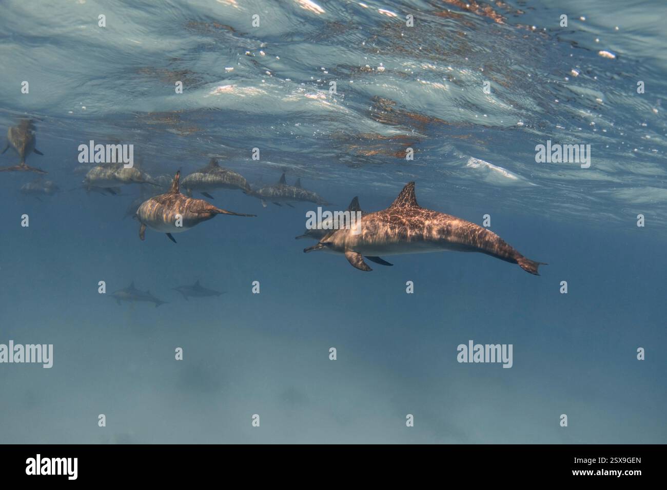 Group of spinner dolphins underwater Stock Photo - Alamy