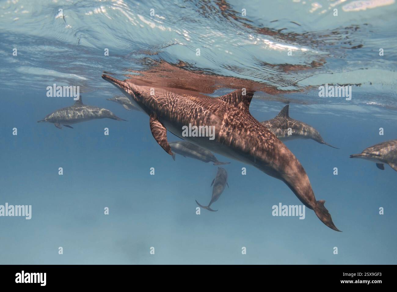 Dolphin india hi-res stock photography and images - Alamy