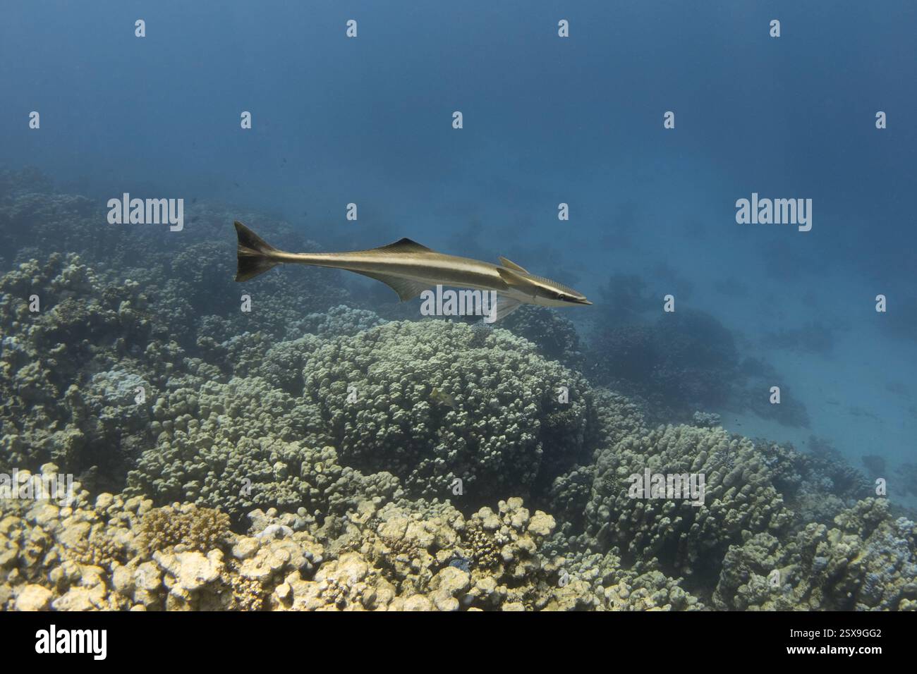 Single remora fish in the blue tropical sea Stock Photo - Alamy
