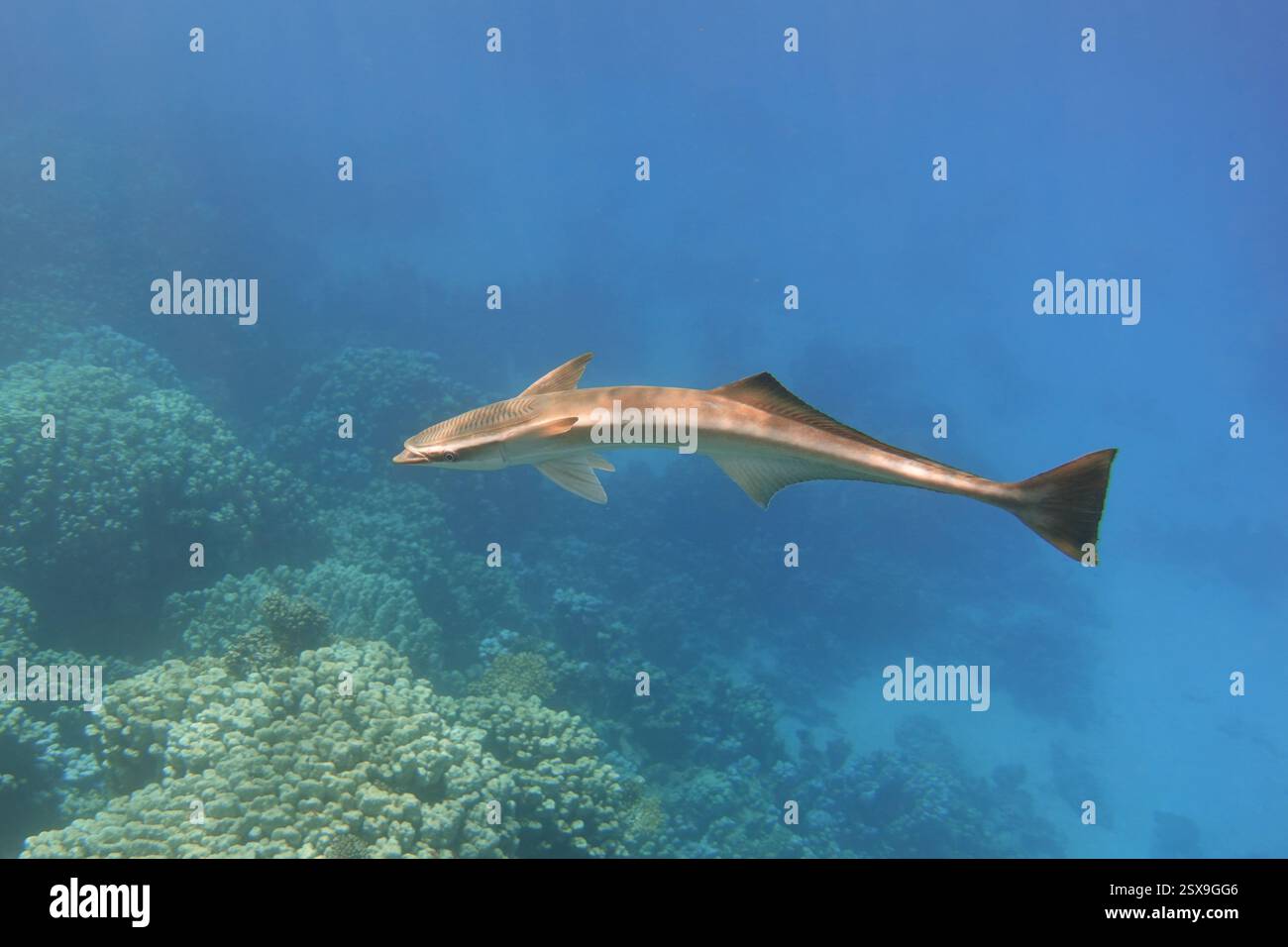 Remora fish swimming in the blue sea Stock Photo - Alamy