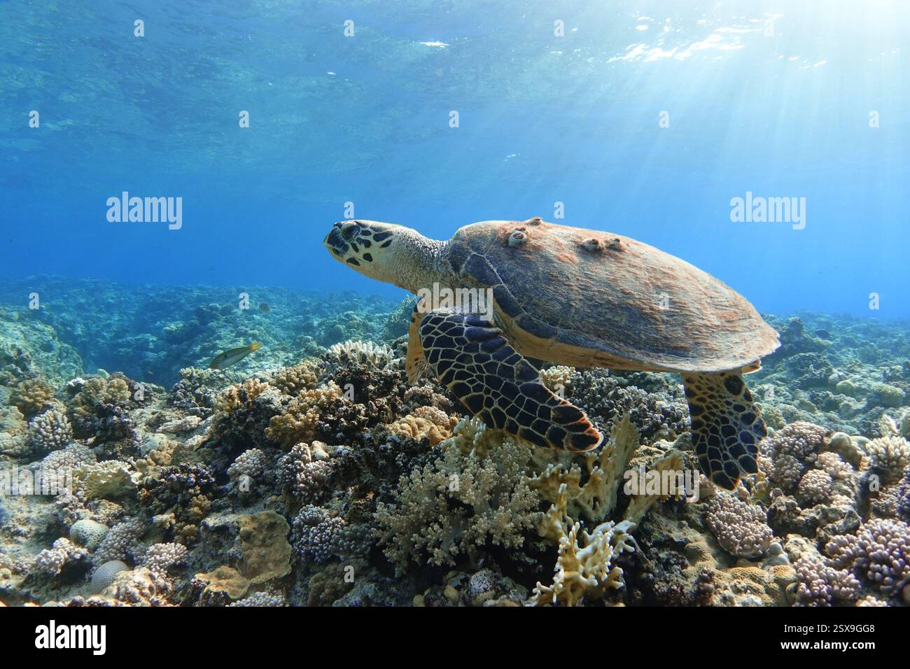 Coral reef red sea, saudi arabia hi-res stock photography and images ...