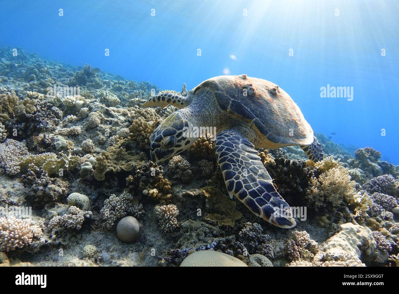 Sea turtle on a colorful coral reef at sunlight Stock Photo - Alamy