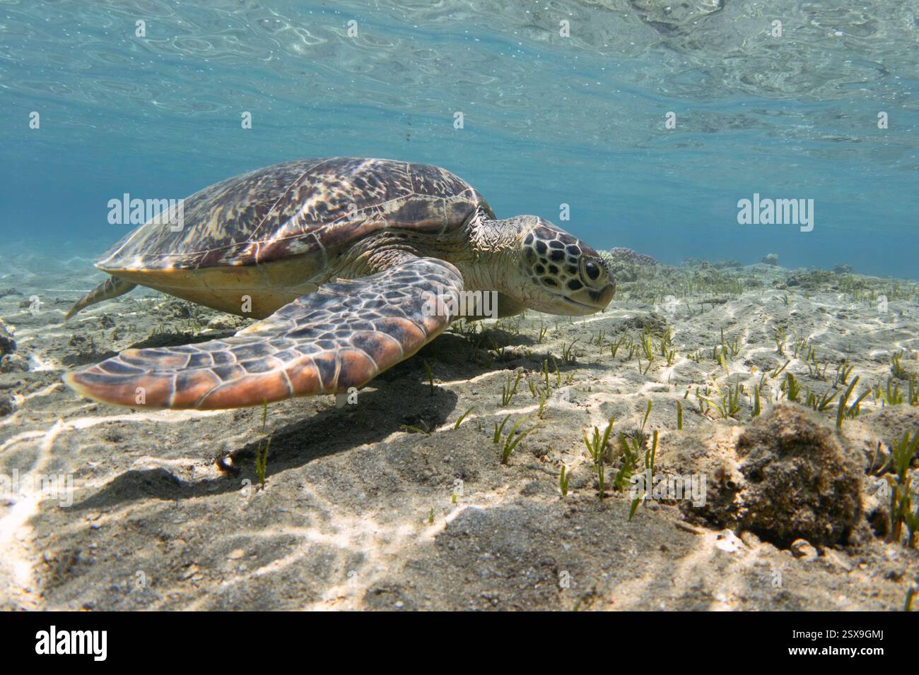 Sea turtle in shallow sea underwater Stock Photo - Alamy