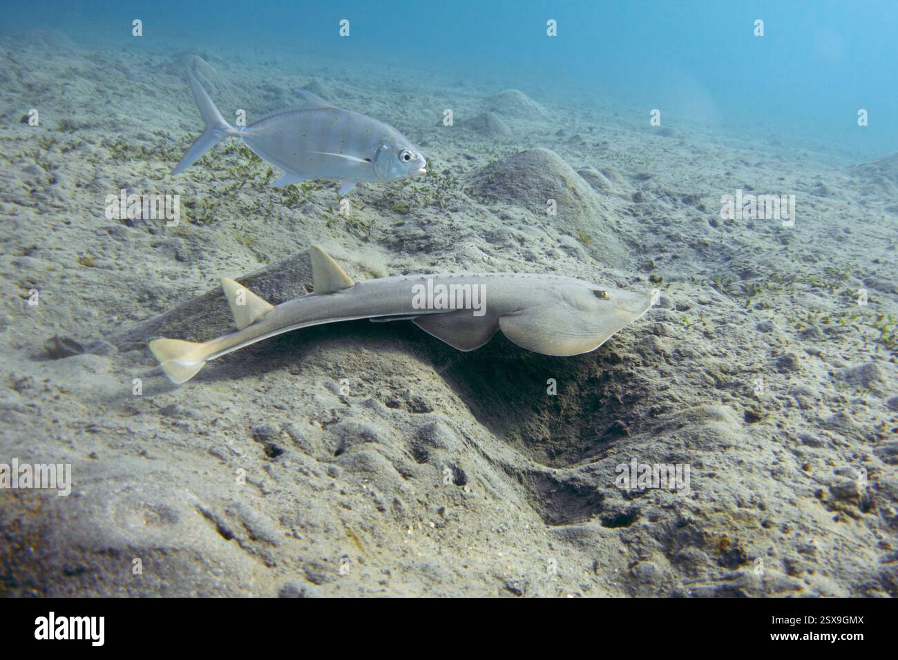 Halavi guitarfish (Glaucostegus halavi) underwater. Shovelnose ray, guitar shark Stock Photo - Alamy