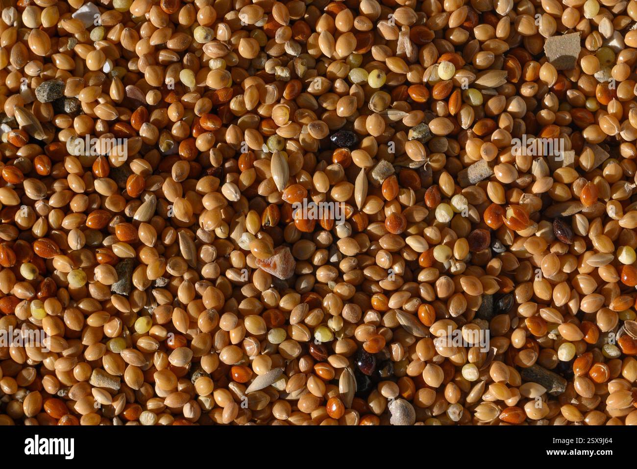 Colorful close-up view of a diverse bird seed mixture, showcasing ...